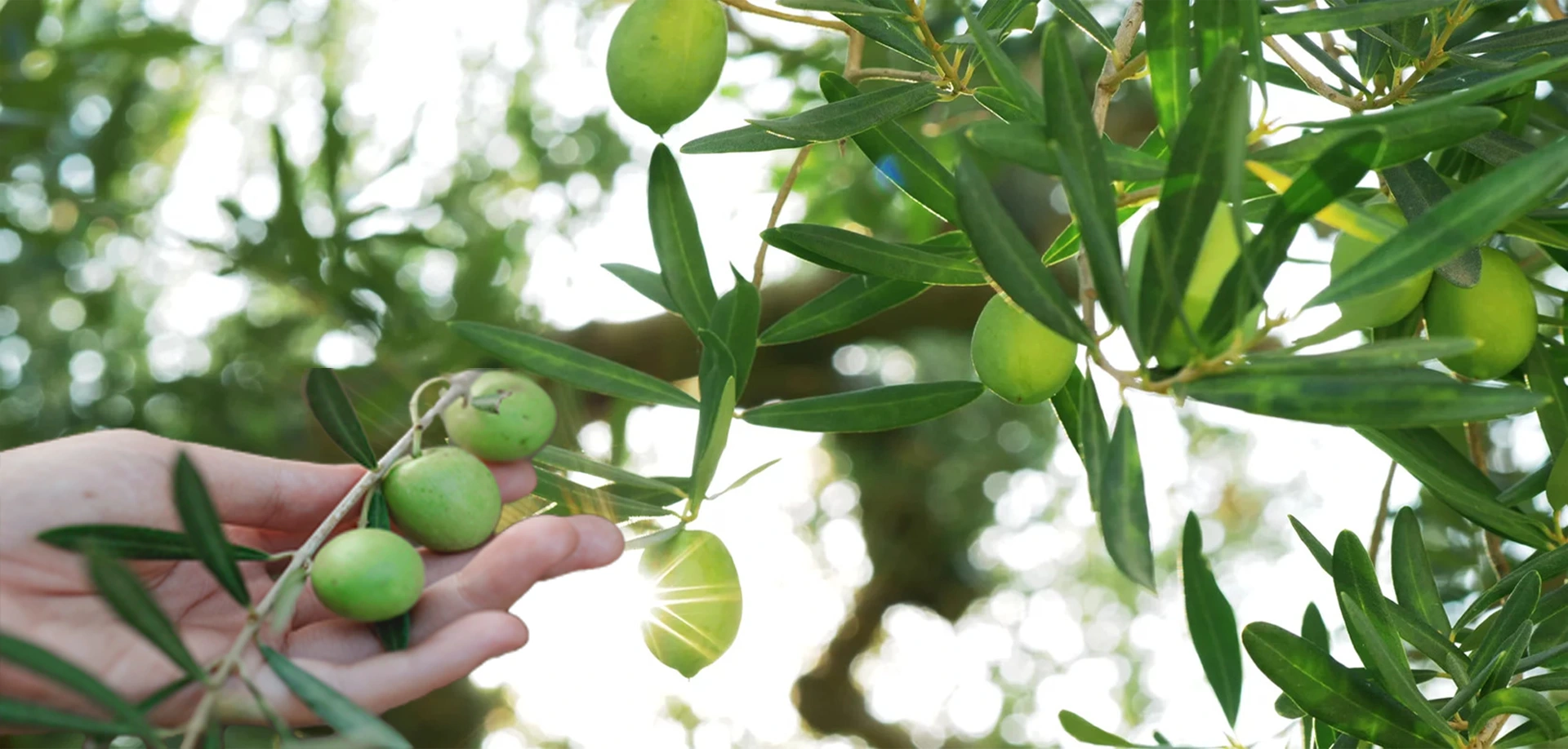 OliveOil